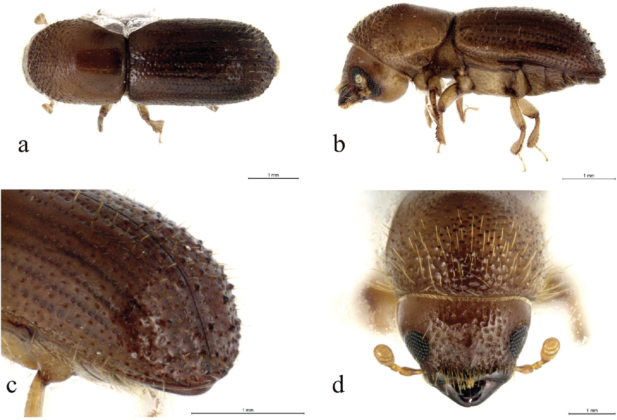 Especies de Xyleborus (Coleoptera: Curculionidae: Scolytinae) asociados ...