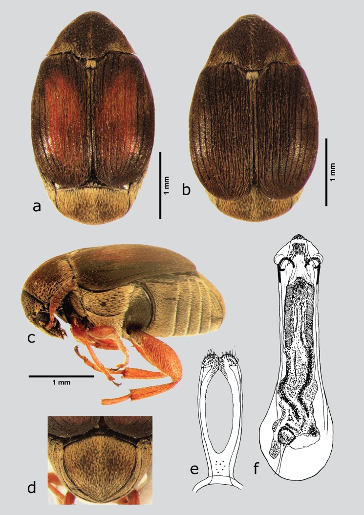 Especies de la familia Bruchidae (Coleoptera) en Zimapán, Hidalgo ...