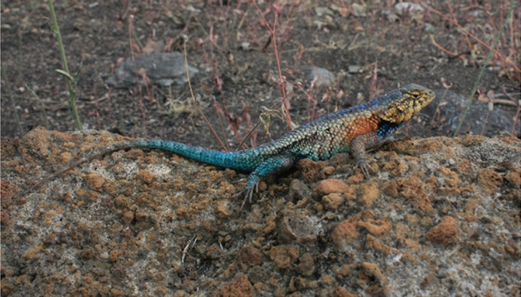 Diet composition of Sceloporus horridus horridus (Sauria ...