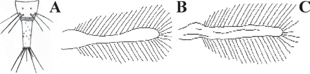 Clave para la identificación de géneros de Thrips (Insecta ...