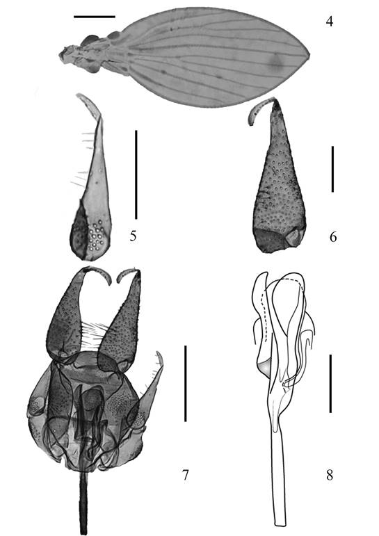 Description of the male of the coprophagous moth fly Psychoda ...
