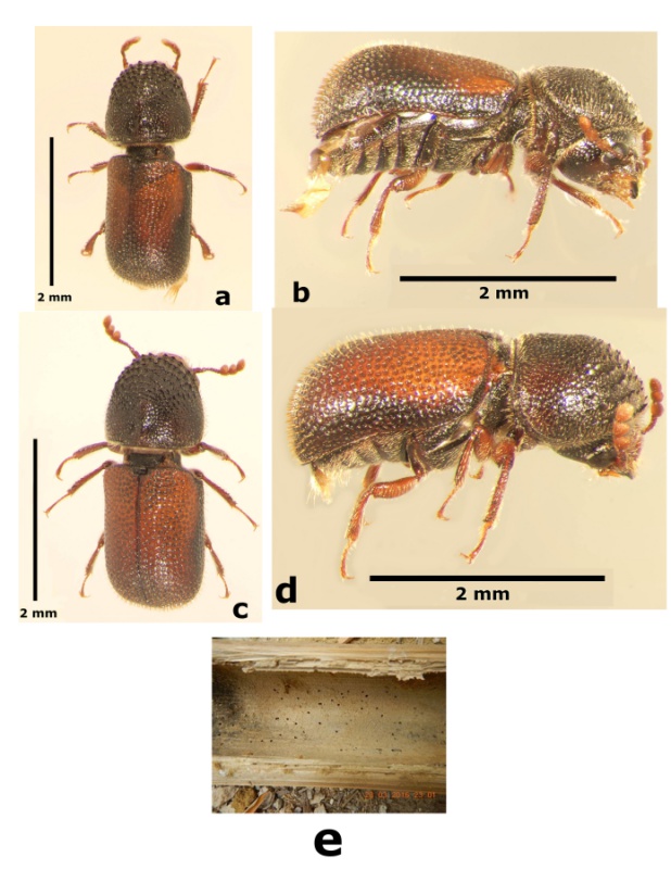 Primer registro de Dinoderus minutus (Fabricius) (Coleoptera ...