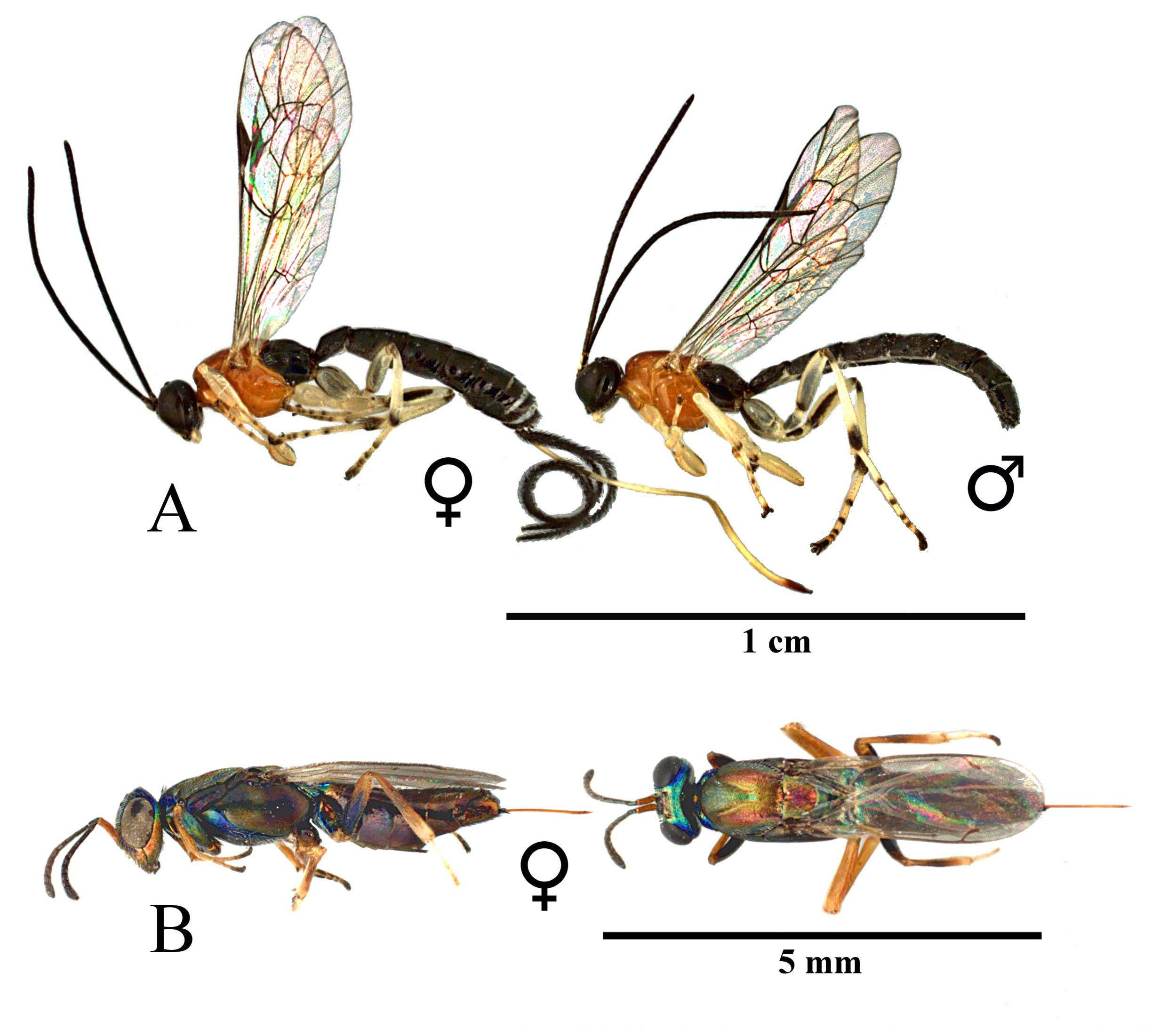 Incidencia del parasitoide Calliephialtes grapholithae Cresson ...