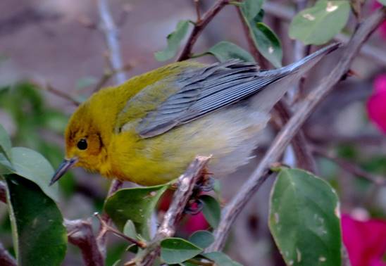 Primeros registros del Chipe dorado Protonotaria citrea (Aves ...
