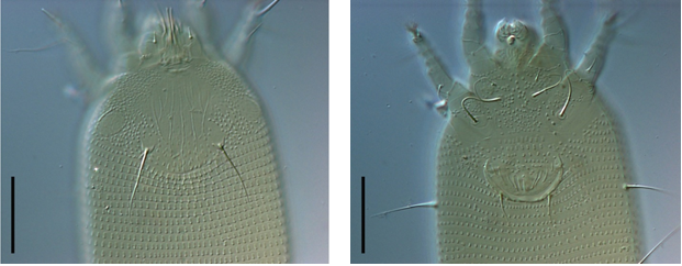 Primer registro de Acalitus Orthomera (Keifer) (Acari: Eriophyidae ...