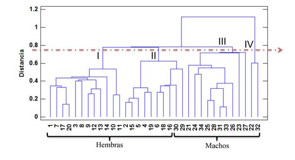 Variación intraespecífica en la probóscide de Polymorphus trochus ...