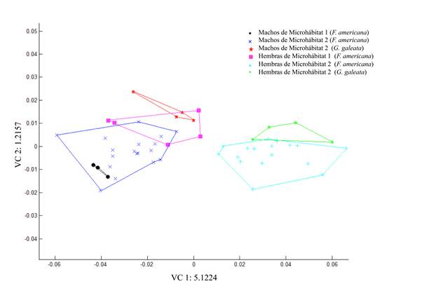 Variación intraespecífica en la probóscide de Polymorphus trochus ...