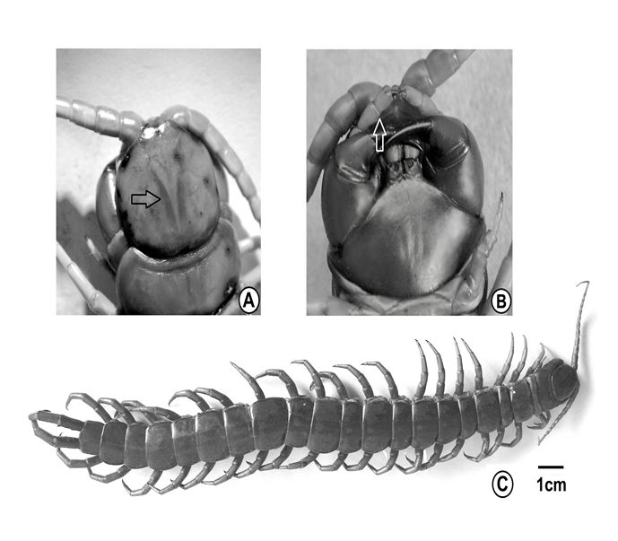 Scolopendra Gigantea Robusta