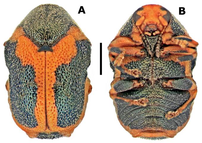 Revisión genérica de Fulcidacini Jakobson, 1924 (Chrysomelidae ...