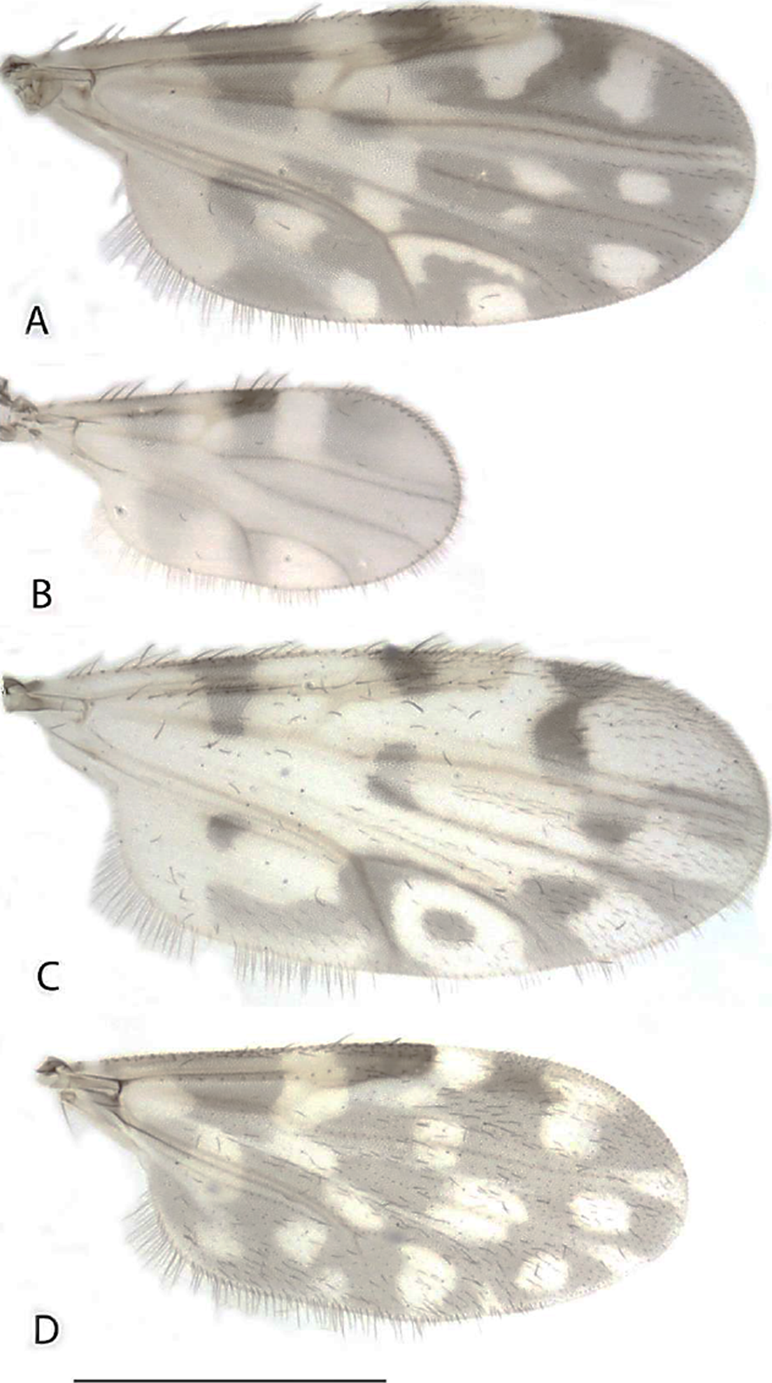 New records of genus Culicoides Latreille from Oaxaca, Mexico (Diptera ...