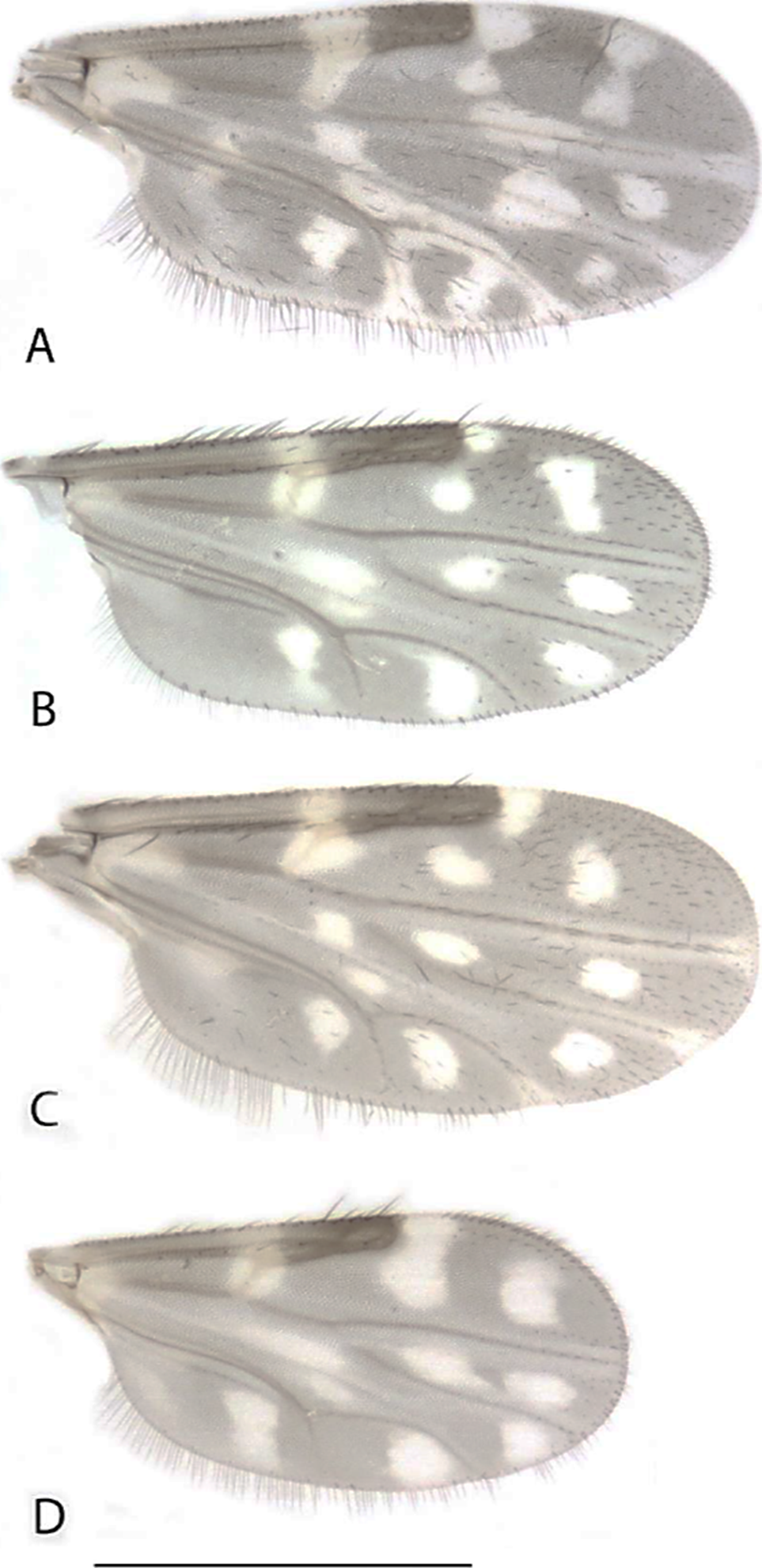 New records of genus Culicoides Latreille from Oaxaca, Mexico (Diptera ...