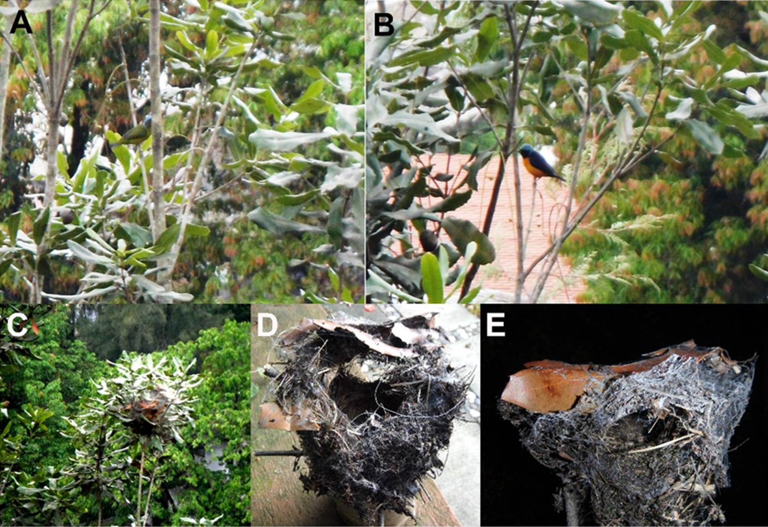 Nesting behavior of the Elegant Euphonia (Euphonia elegantissima, Aves ...