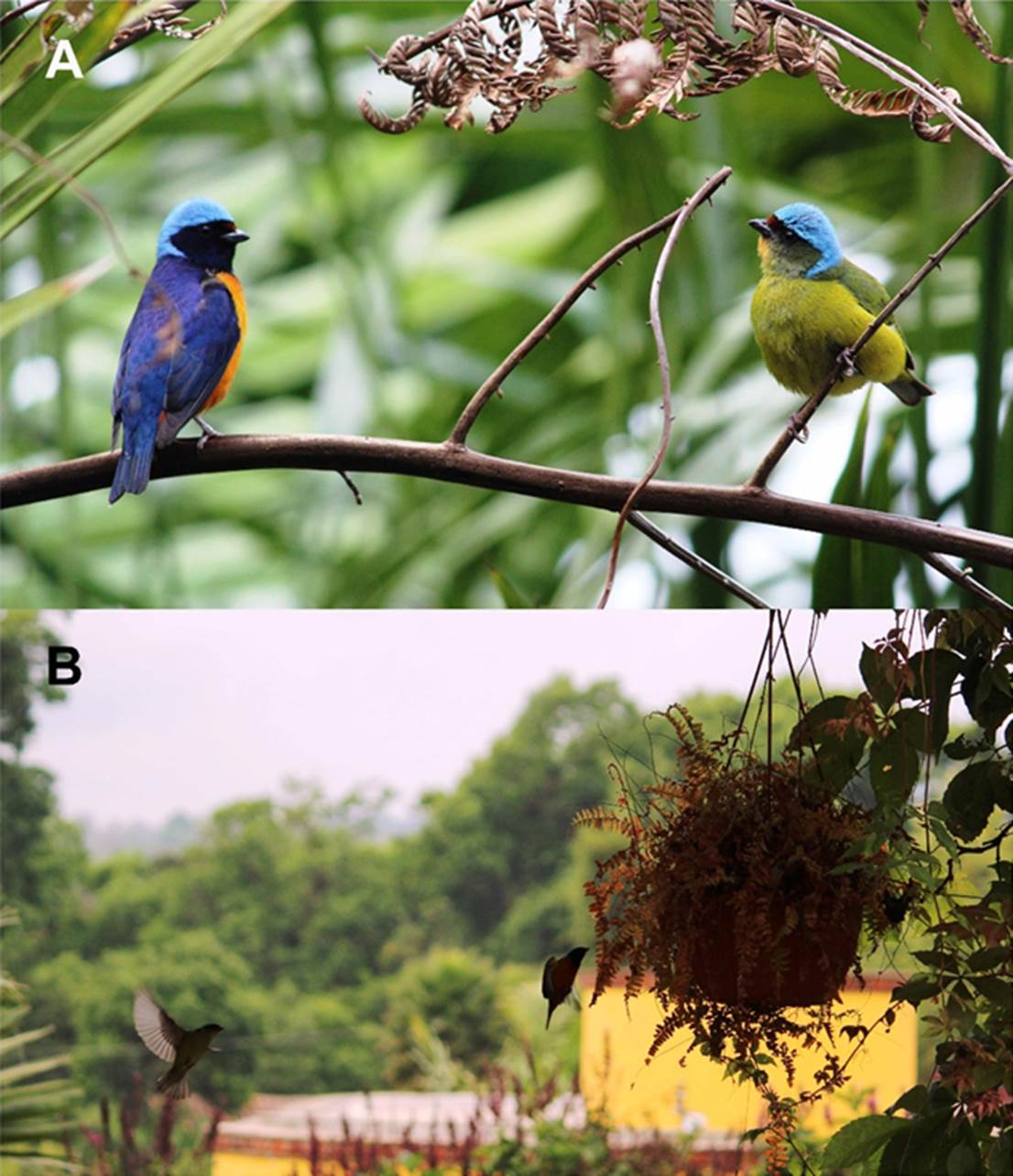 Nesting behavior of the Elegant Euphonia (Euphonia elegantissima, Aves ...