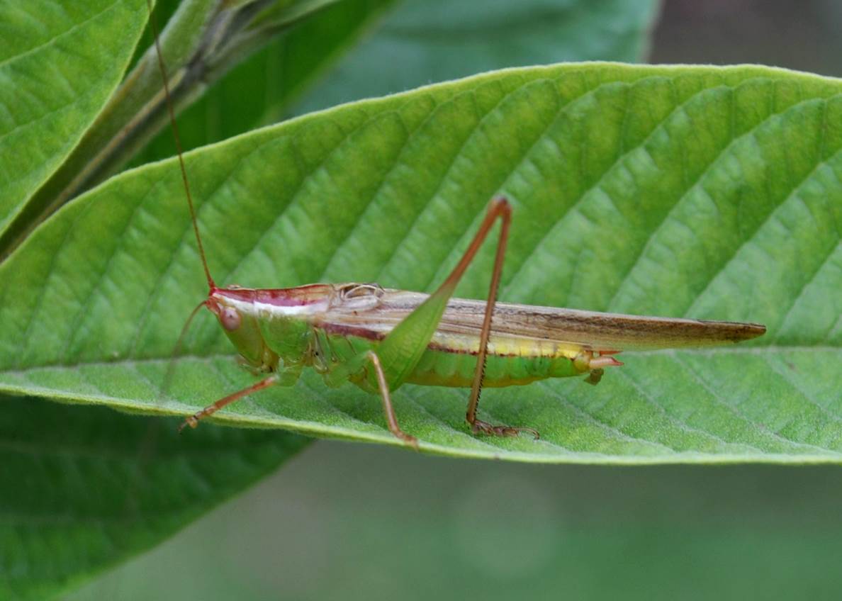 Descripción y señal acústica de tres nuevas especies del género ...
