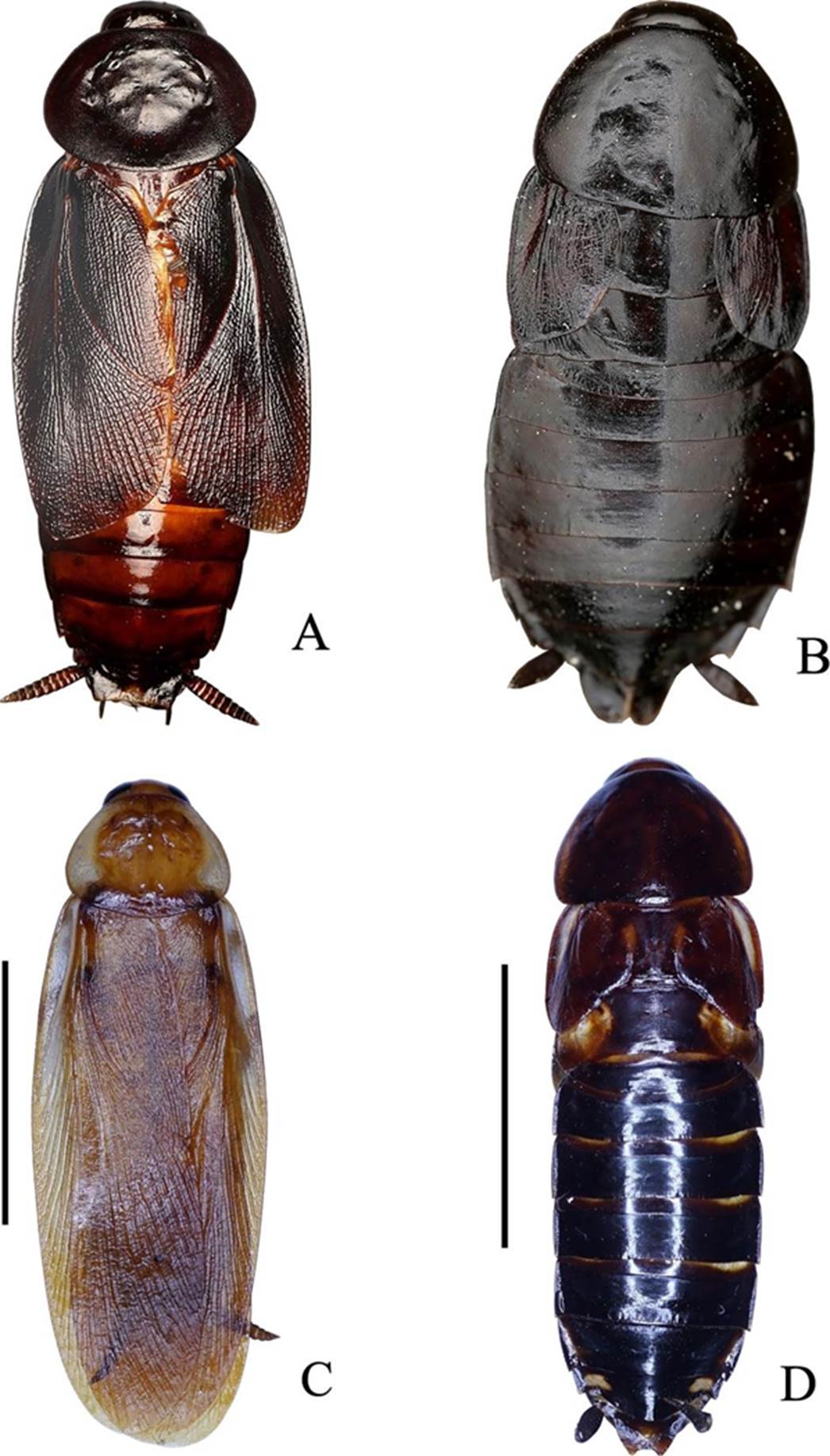 Cuadro De Identificación De Cucarachas Chinches De La Cama Como