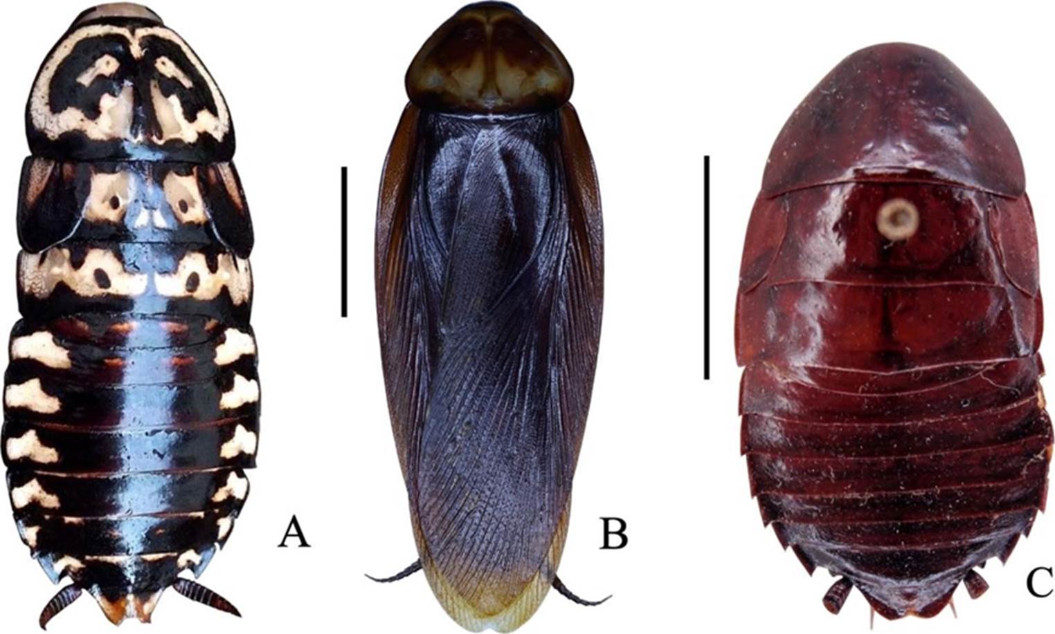 Cuadro De Identificación De Cucarachas Chinches De La Cama Como