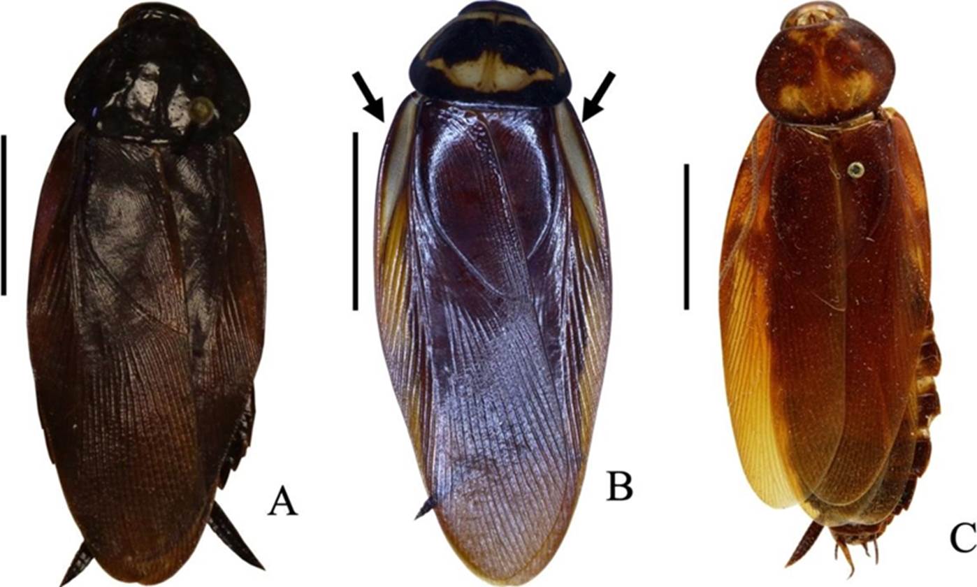 Cuadro De Identificación De Cucarachas Chinches De La Cama Como
