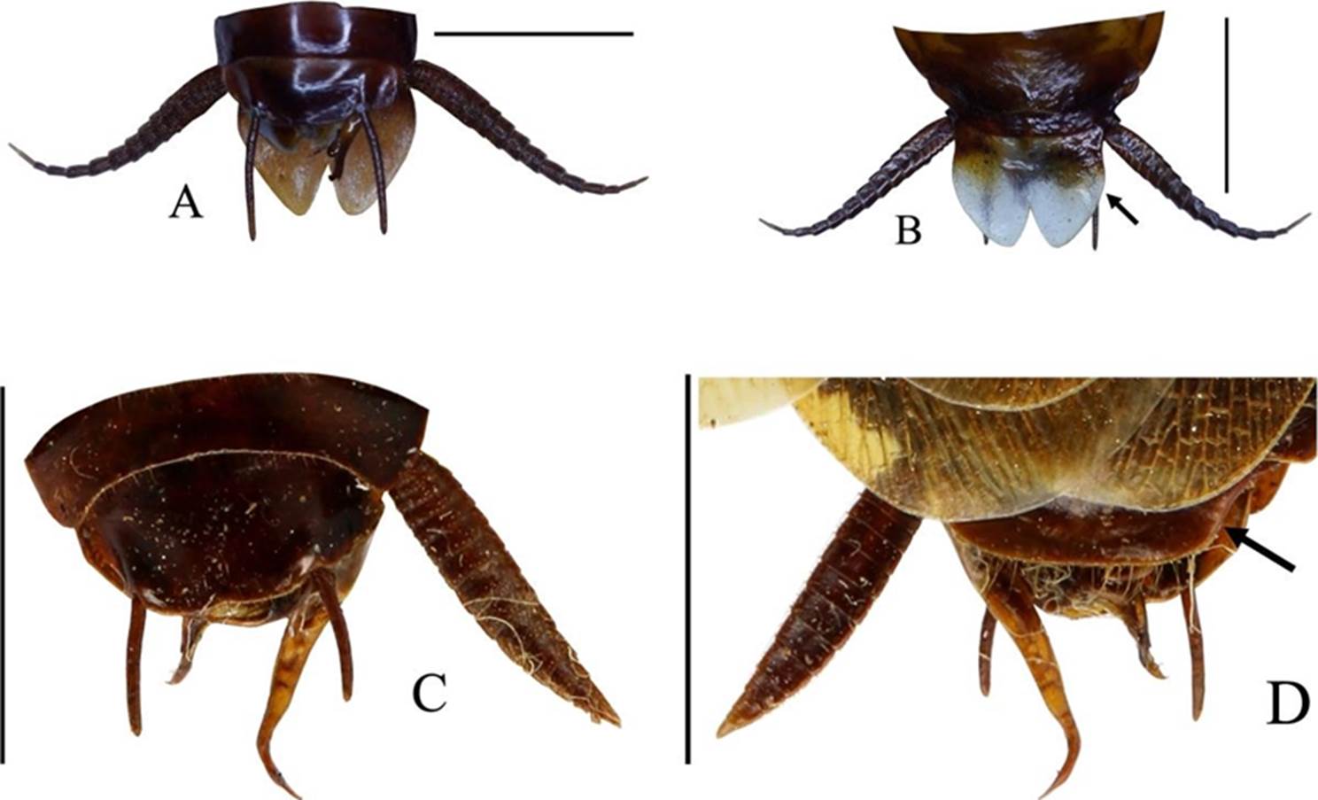 Nuevos registros de cucarachas (Insecta: Blattodea) exóticas del ...