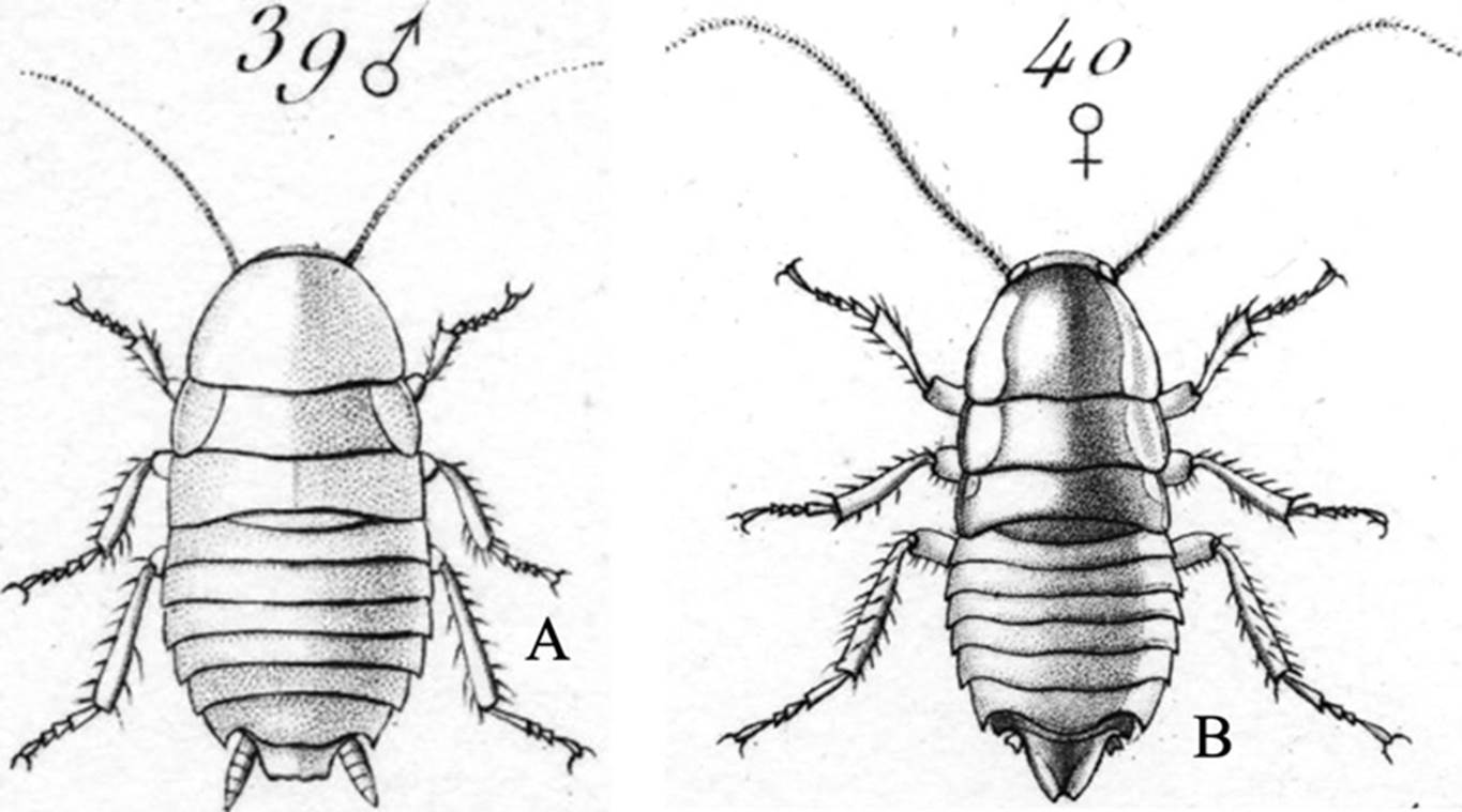 Nuevos registros de cucarachas (Insecta: Blattodea) exóticas del ...