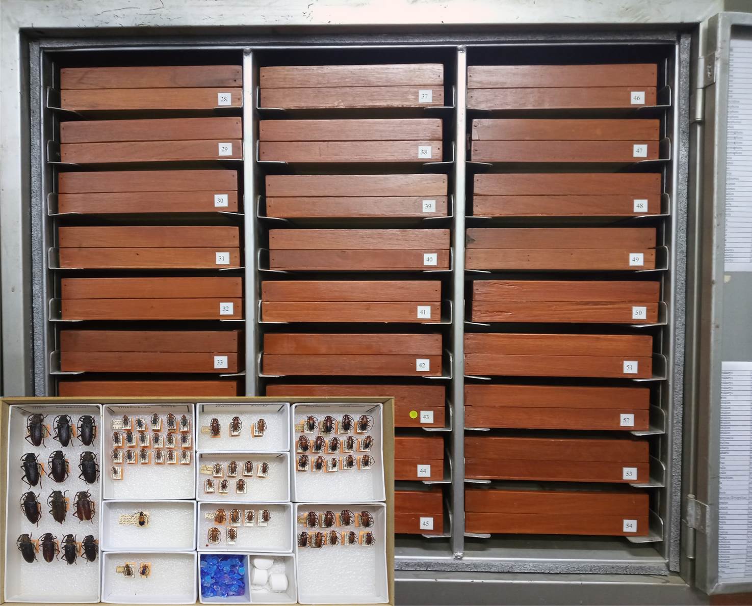 La Colección Entomológica del Instituto-Fundación Miguel Lillo, Tucumán ...