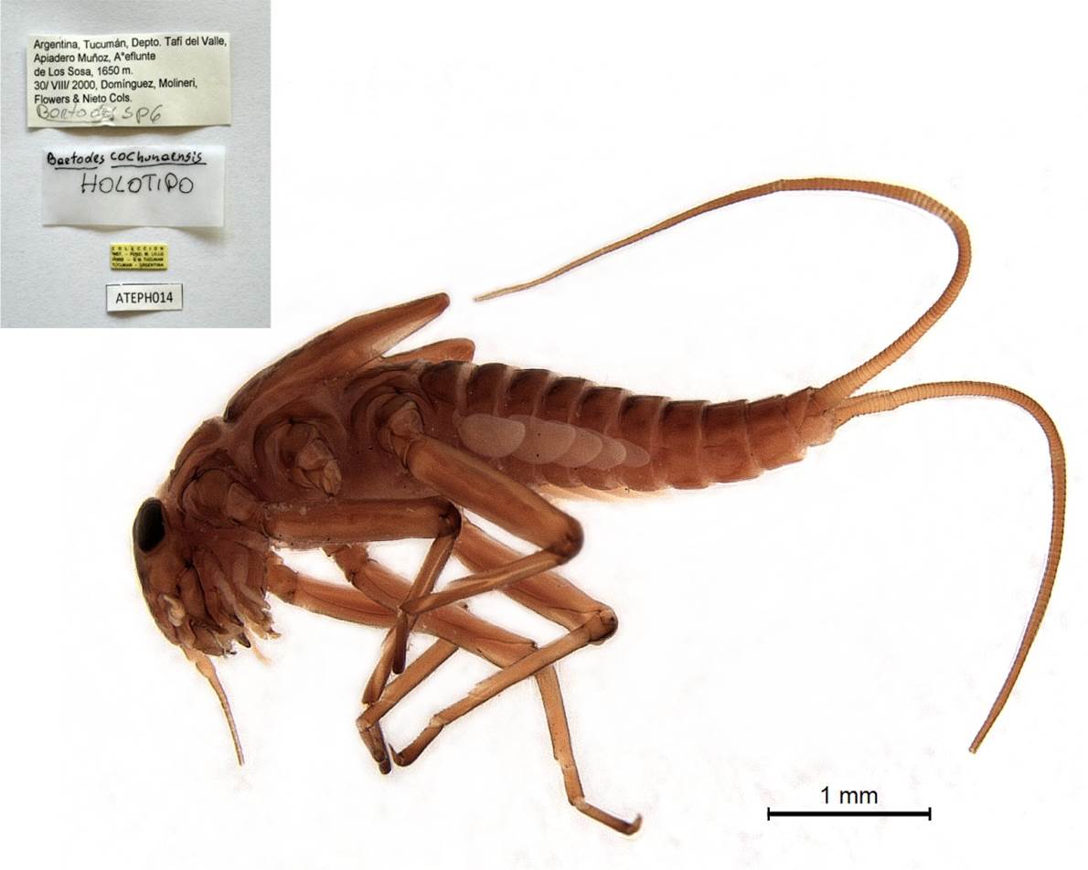 La Colección Entomológica del Instituto-Fundación Miguel Lillo, Tucumán ...