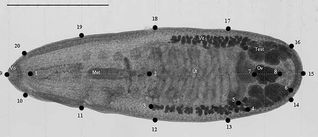 Variaciones morfométricas del género Notocotylus (Digenea ...