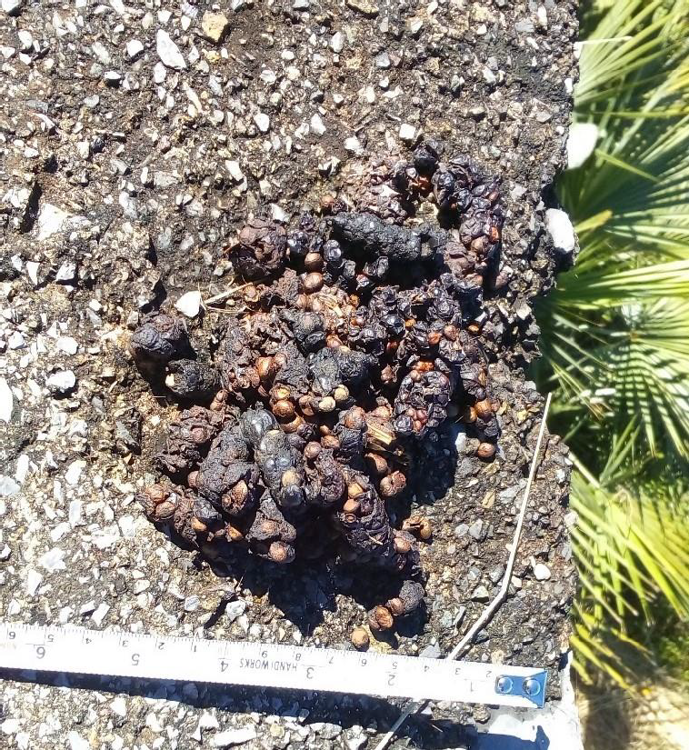 Dieta y abundancia relativa de la zorra gris Urocyon cinereoargenteus ...