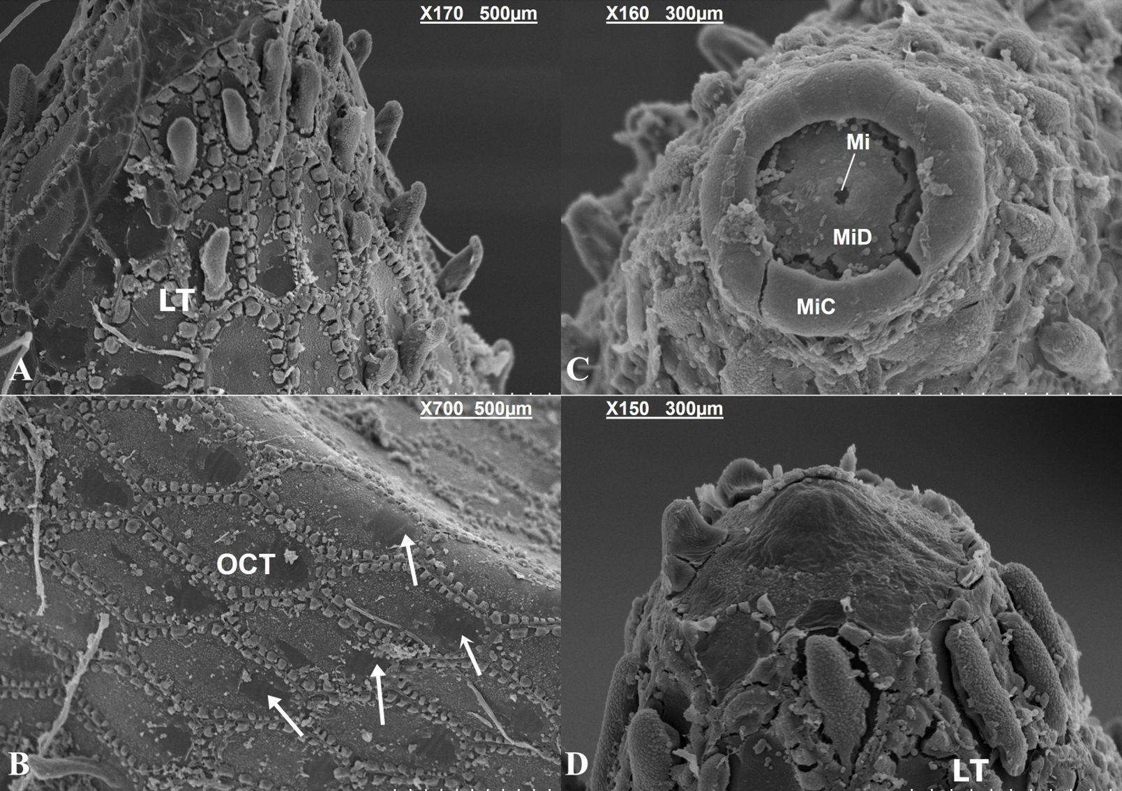Fecundity and morphological description of the eggs of Psorophora ...
