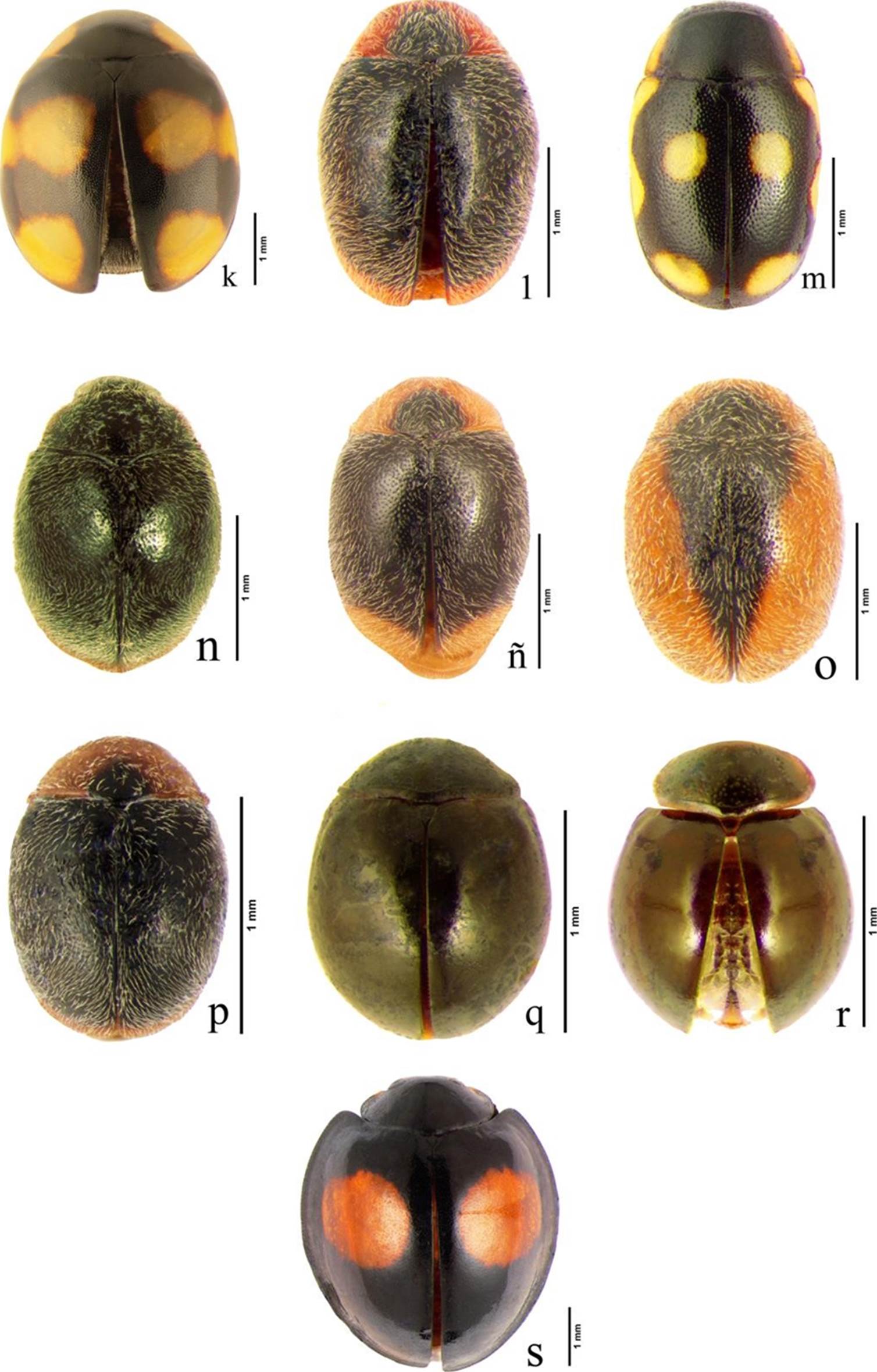Coccinélidos (Coleoptera: Coccinellidae) asociados a cítricos del ...