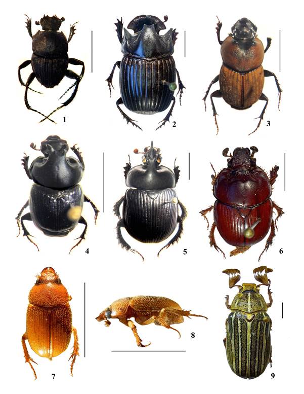 Coleópteros Scarabaeoidea (Insecta: Coleoptera) de Aguascalientes, México