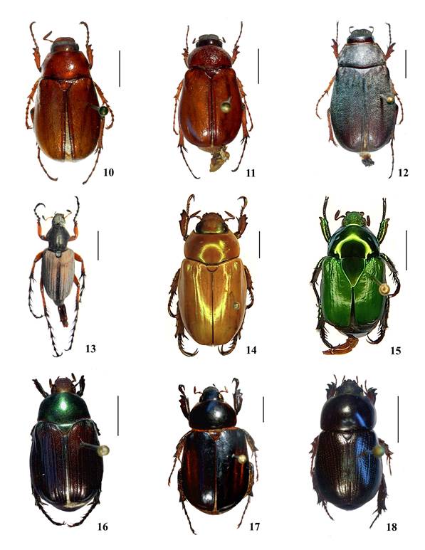 Coleópteros Scarabaeoidea (Insecta: Coleoptera) de Aguascalientes, México