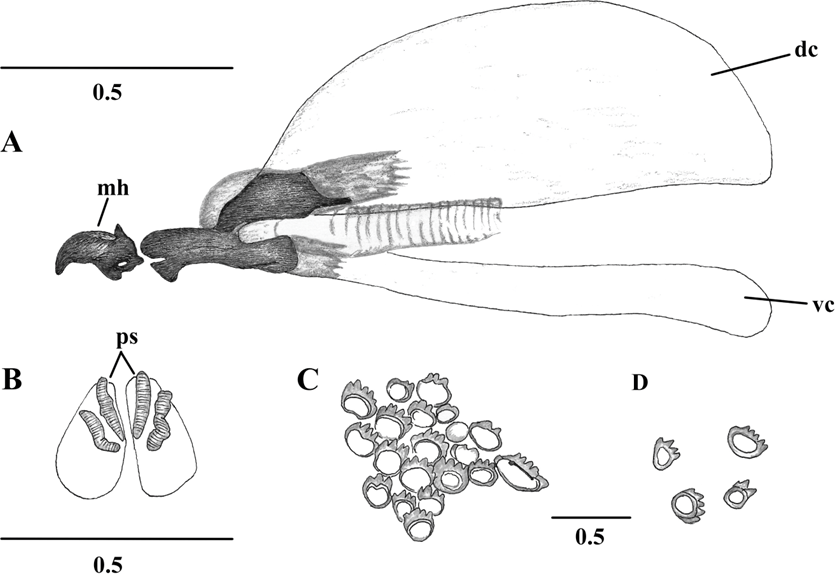 Cuterebra Life Cycle