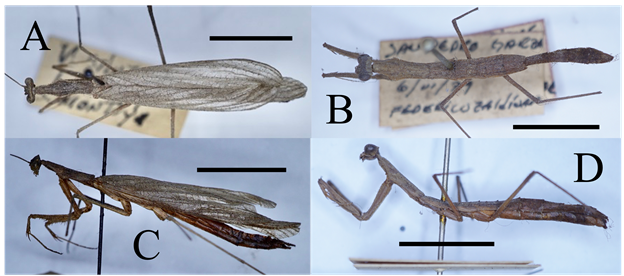 Synopsis of the mantises (Insecta: Mantodea) of Nuevo Leon, Mexico
