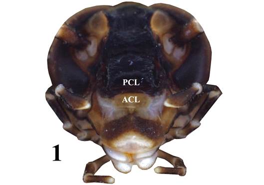 Synopsis of the cockroach family Corydiidae (Blattodea: Corydioidea) in ...