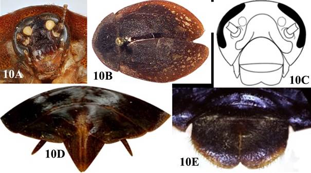 Synopsis of the cockroach family Corydiidae (Blattodea: Corydioidea) in ...