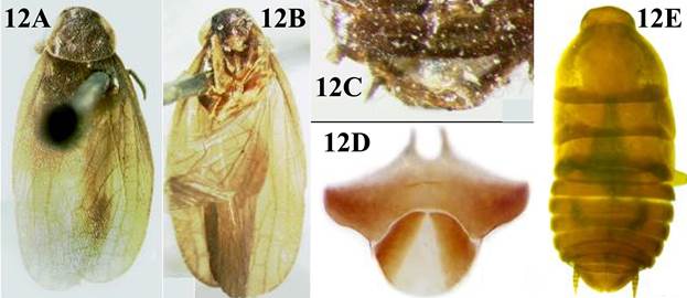 Synopsis of the cockroach family Corydiidae (Blattodea: Corydioidea) in ...