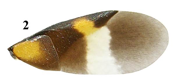 Synopsis of the cockroach family Corydiidae (Blattodea: Corydioidea) in ...