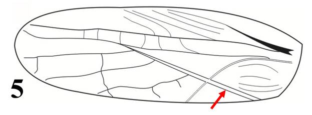 Synopsis of the cockroach family Corydiidae (Blattodea: Corydioidea) in ...