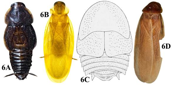 Synopsis of the cockroach family Corydiidae (Blattodea: Corydioidea) in ...