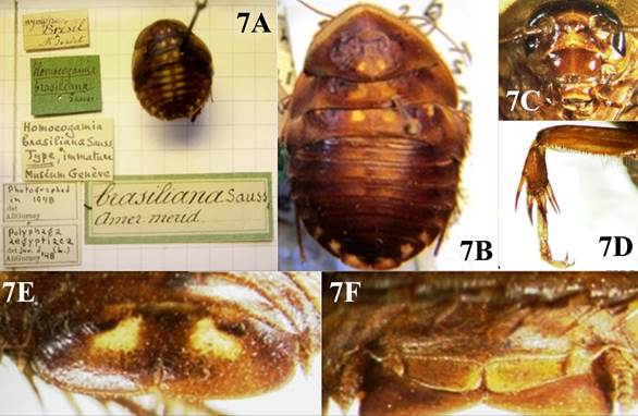 Synopsis of the cockroach family Corydiidae (Blattodea: Corydioidea) in ...