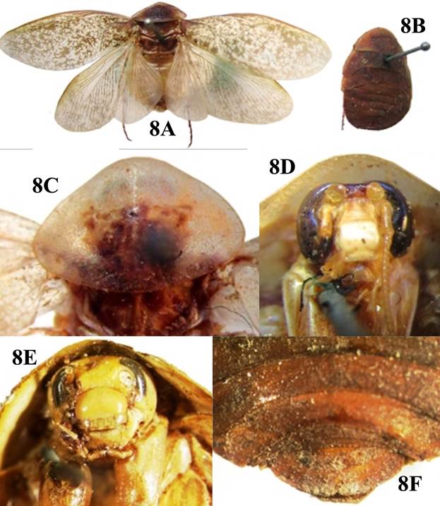 Synopsis of the cockroach family Corydiidae (Blattodea: Corydioidea) in ...