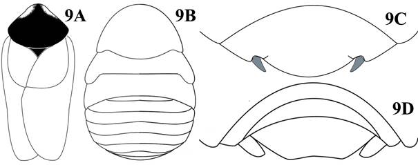 Synopsis of the cockroach family Corydiidae (Blattodea: Corydioidea) in ...
