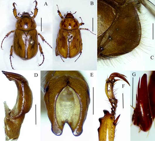 A new species of the genus Cyclocephala Dejean, 1821 (Coleoptera ...