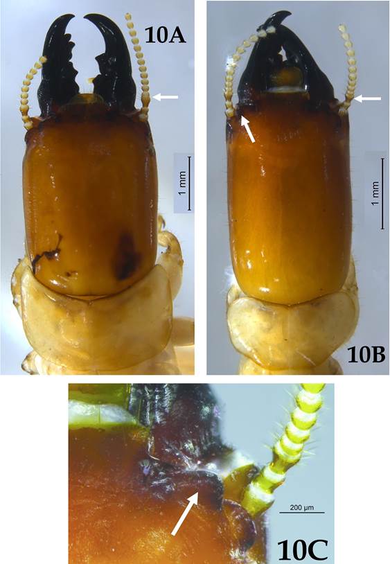 Termites (Blattodea: Isoptera) of Canada, continental USA, and Mexico ...