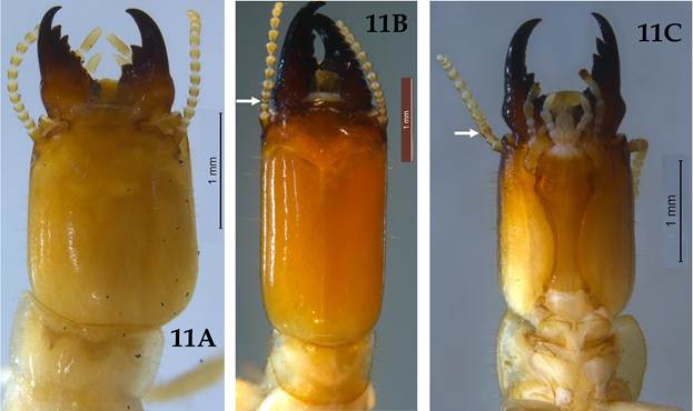 Termites (Blattodea: Isoptera) of Canada, continental USA, and Mexico ...