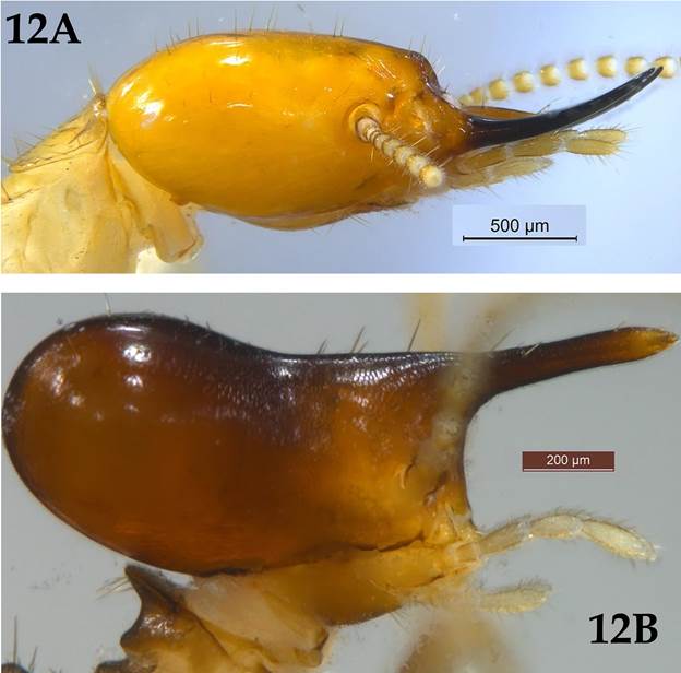 Termites (Blattodea: Isoptera) of Canada, continental USA, and Mexico ...