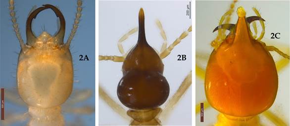Termites (Blattodea: Isoptera) of Canada, continental USA, and Mexico ...