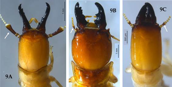 Termites (Blattodea: Isoptera) of Canada, continental USA, and Mexico ...