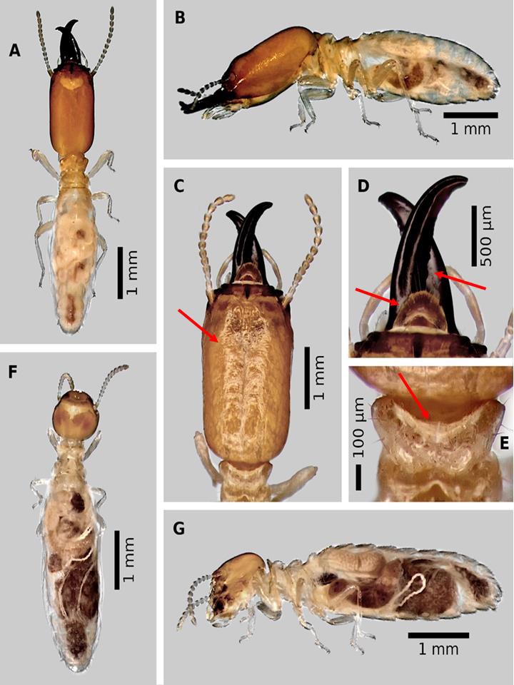 Lista comentada con clave para la identificación de termitas (Blattodea ...