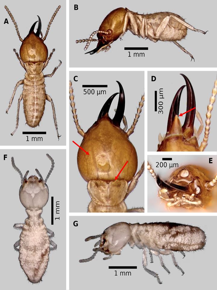 Lista comentada con clave para la identificación de termitas (Blattodea ...